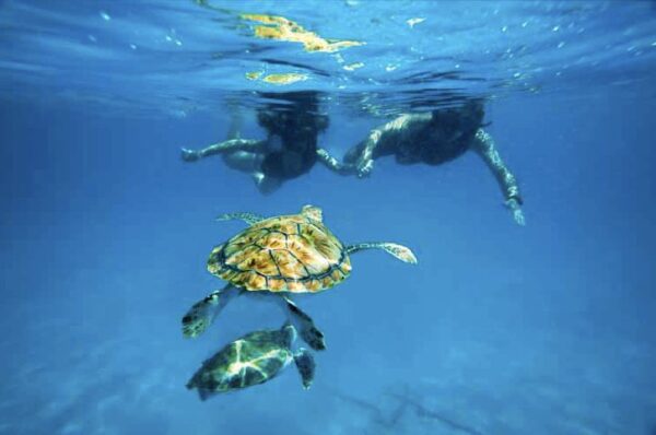Tiami Catamarans – Barbados Cruise & Turtle Adventure